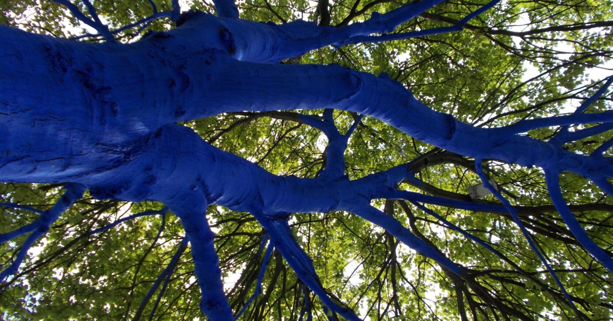 Our history | Trees for Cities