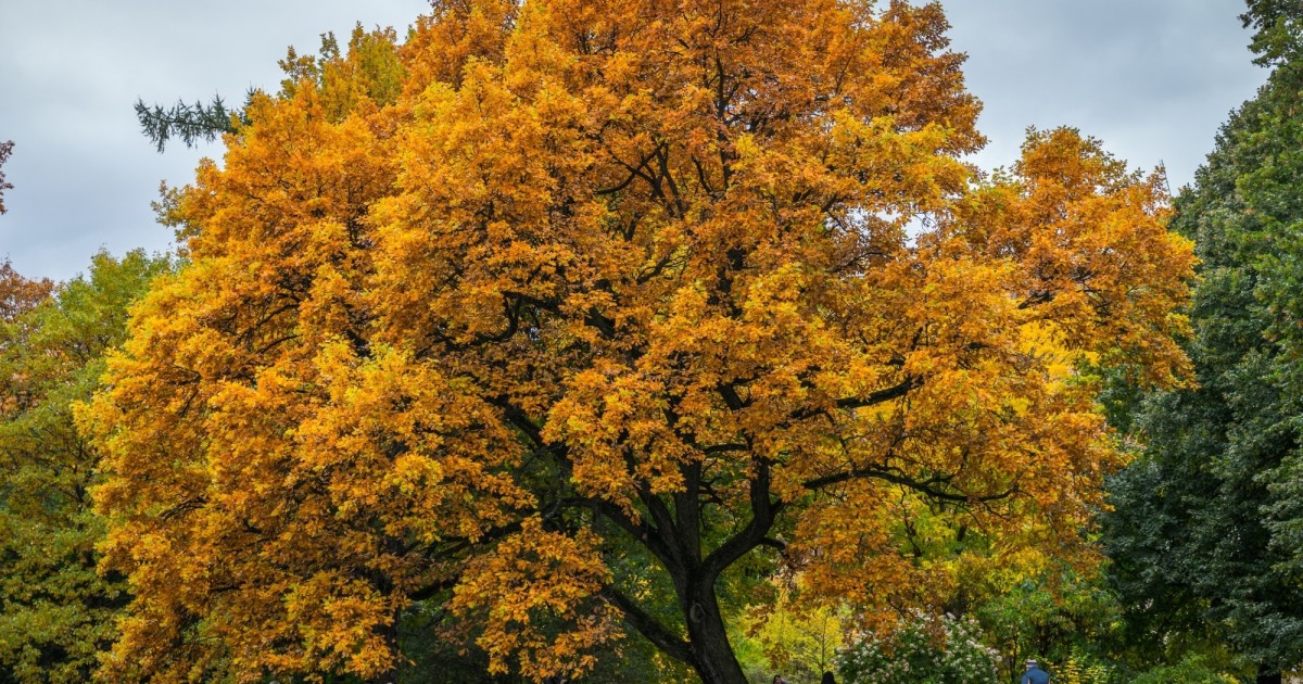 National Tree Week 2023 - Celebrating Urban Trees! | Trees for Cities