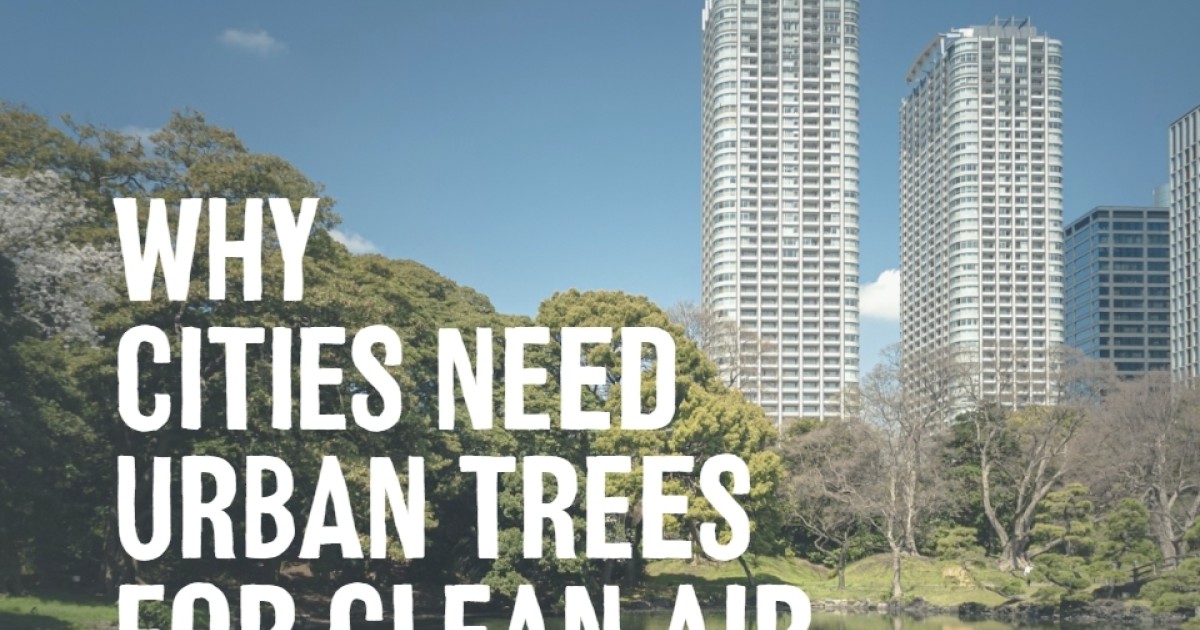 Why Cities Need Urban Trees for Clean Air | Trees for Cities