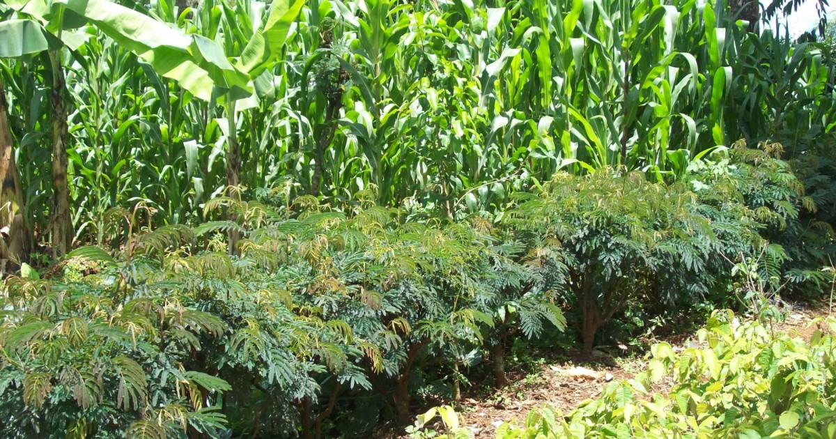 Kenyan Tree Planting Resources | Trees for Cities