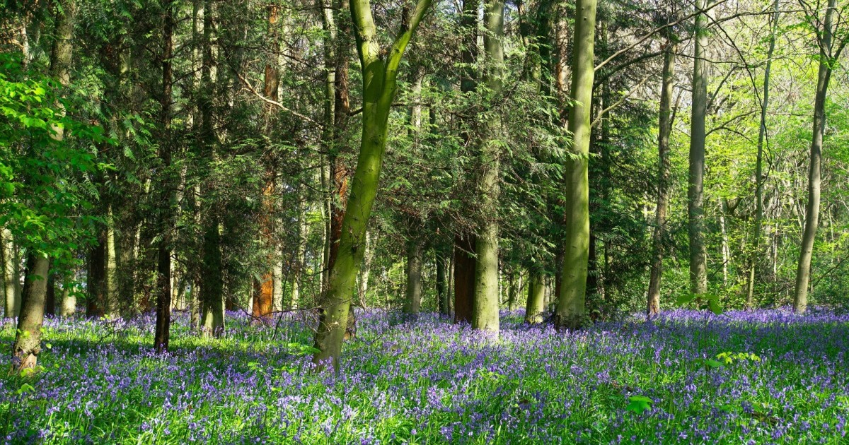 Trees in Spring | Trees for Cities