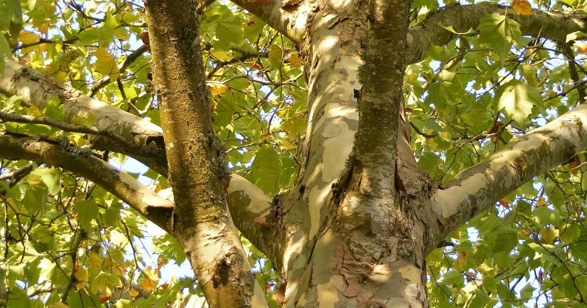 The mysterious history of the London plane tree | Trees for Cities