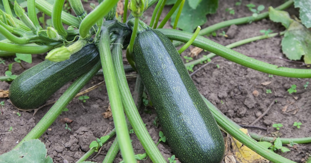 Courgettes | Trees for Cities