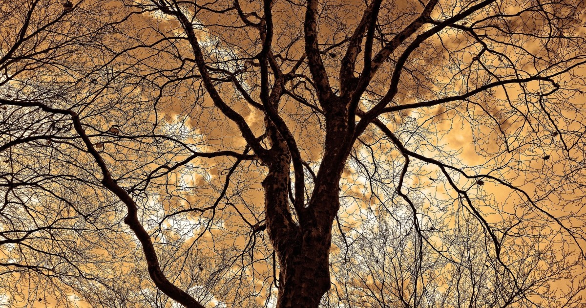 How trees adopt unique ways to protect themselves | Trees for Cities