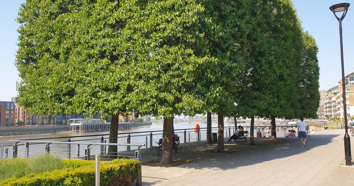The Power of Urban Trees in Cooling Cities | Trees for Cities