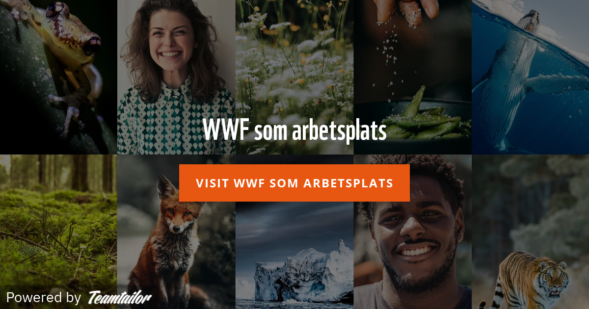 WWF som arbetsplats - WWF