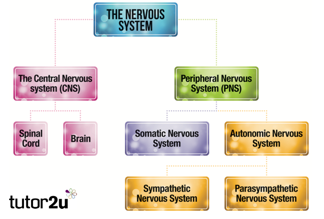Biopsychology: Overview of the Nervous System | tutor2u Psychology