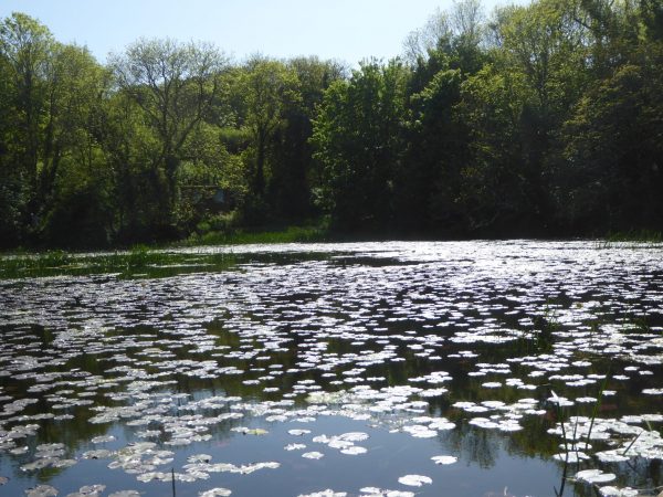 Stackpole and Bosherston Lakes » Two Dogs and an Awning