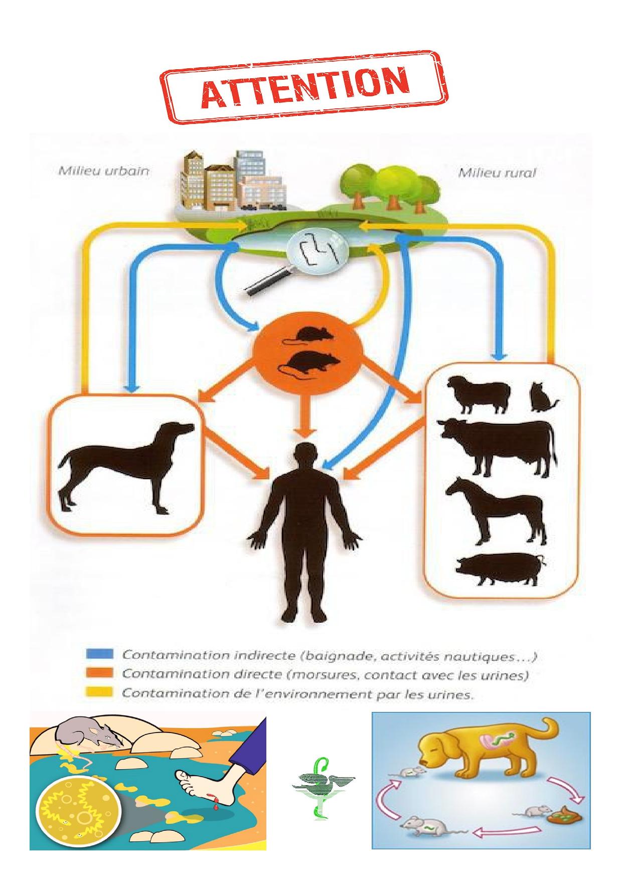 La leptospirose : Quels symptômes? Que faire en prévention?