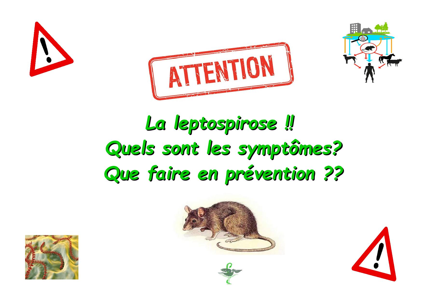 La leptospirose : Quels symptômes? Que faire en prévention?