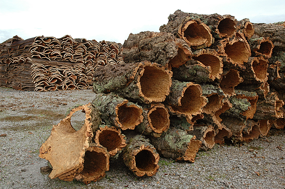 Evolución y Futuro del Corcho - Verema.com