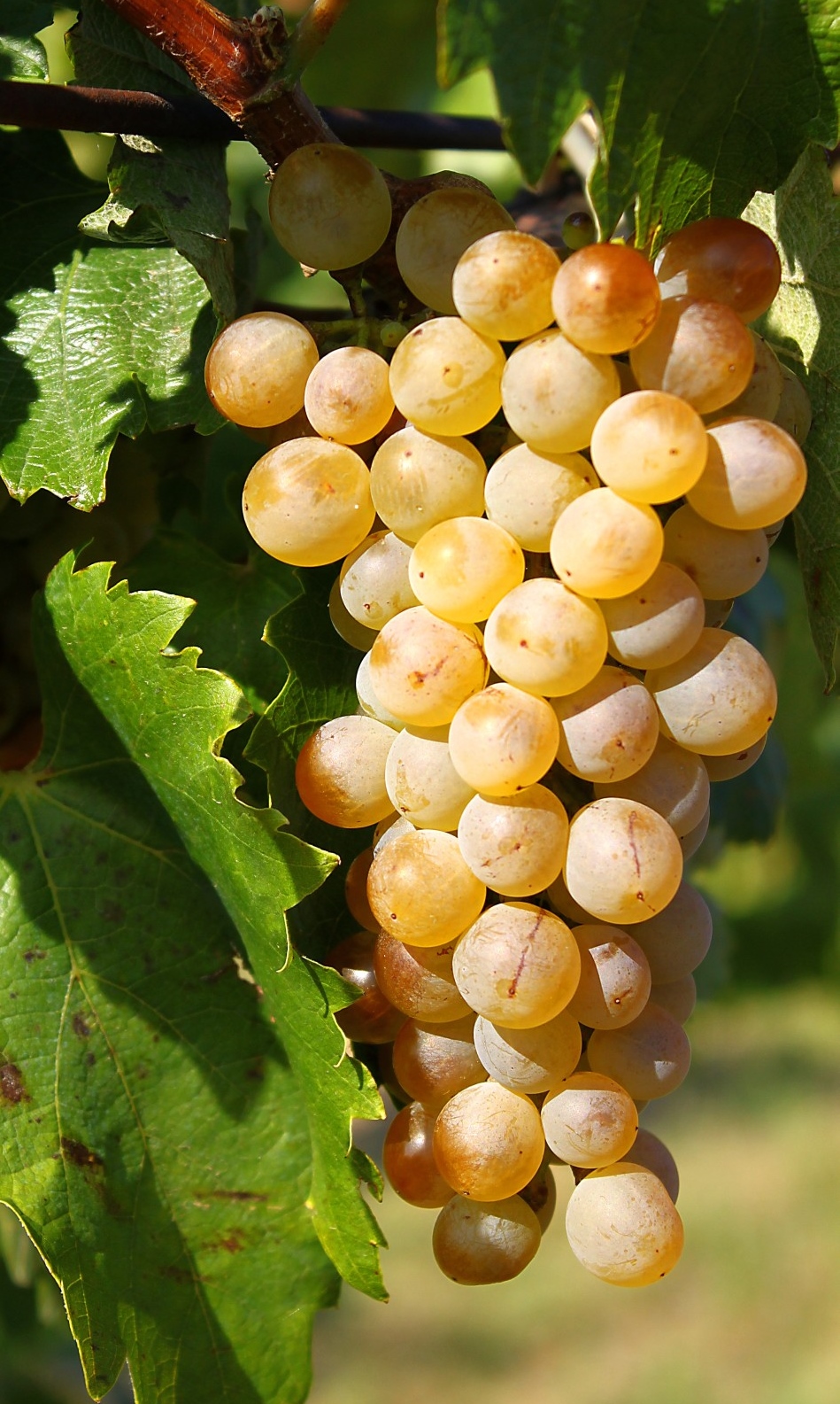 10 Uvas blancas para alcanzar la gloria