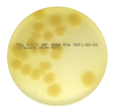 Tryptone Soya Agar Plates - Ocon Chemicals