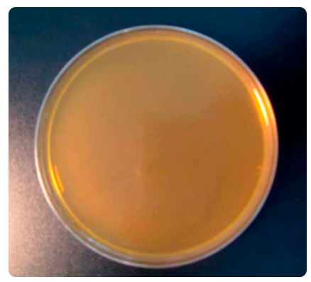 MRS Agar - Ocon Chemicals