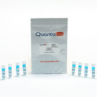 qPCR Reagents - Probe Based Detection Kits - WhiteSci