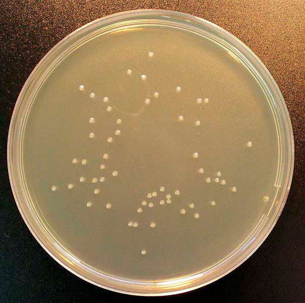 Tryptic Soy Agar (TSA) (Eur. Phar.) - Ocon Chemicals