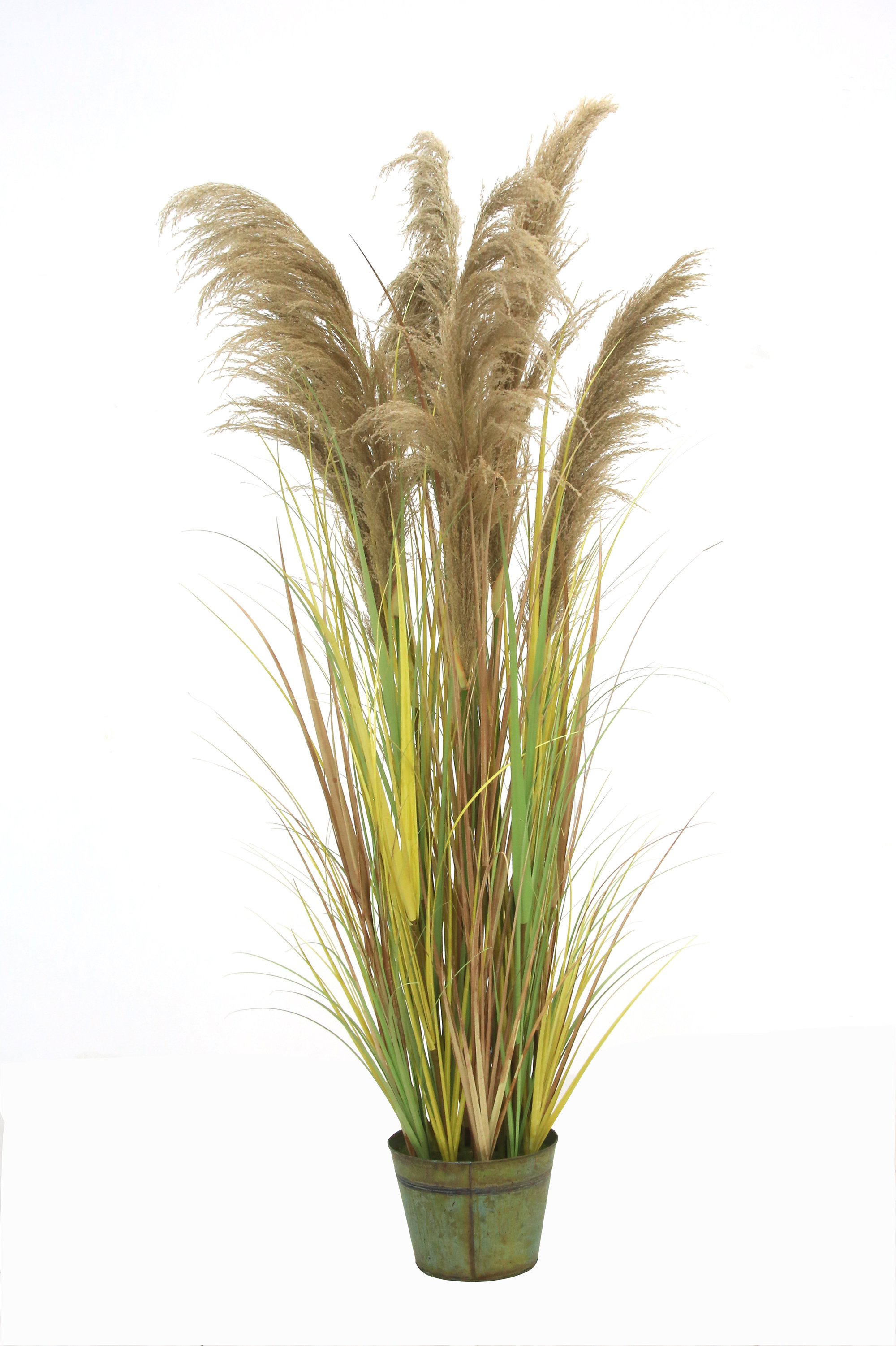 Large Pampas Grass In Metal Pot 72 H Beige MacQuillans large-pampas-grass-in-metal-pot-72-h-beige-macquillans