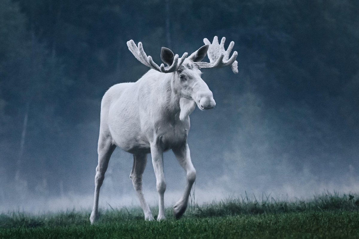 De eland | Visit Sweden